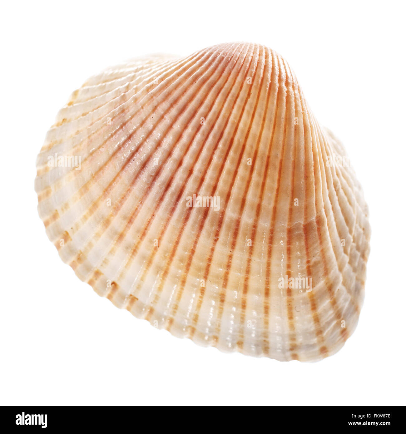 Sea shell isolated on white background Stock Photo - Alamy