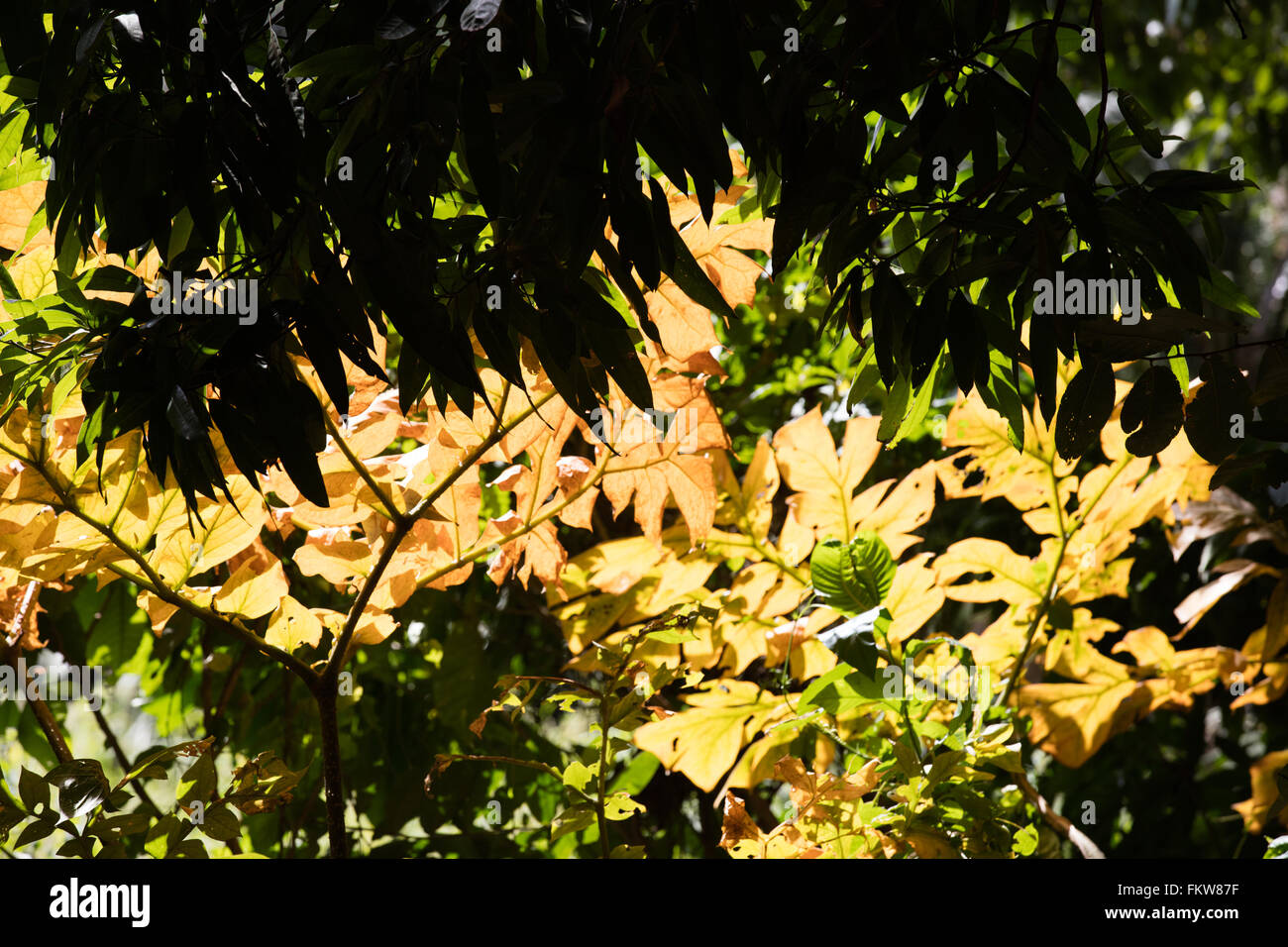 Wood forming process hi-res stock photography and images - Alamy