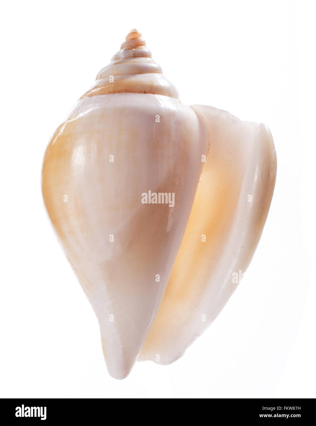 Sea shell isolated on white background Stock Photo - Alamy