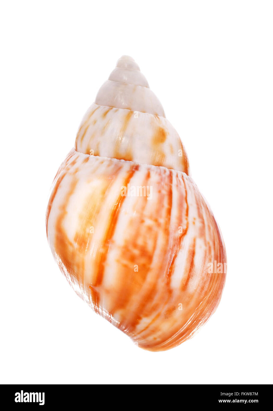 Sea shell isolated on white background Stock Photo - Alamy
