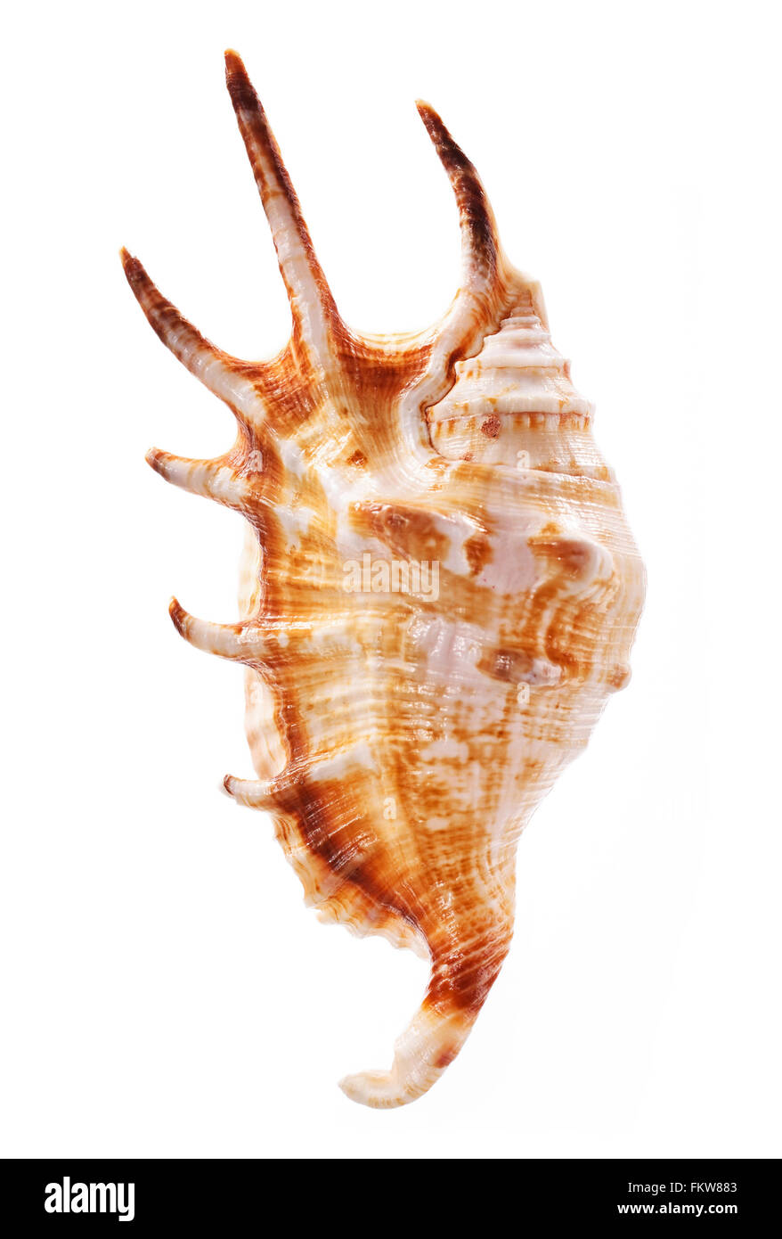 Sea shell isolated on white background Stock Photo - Alamy