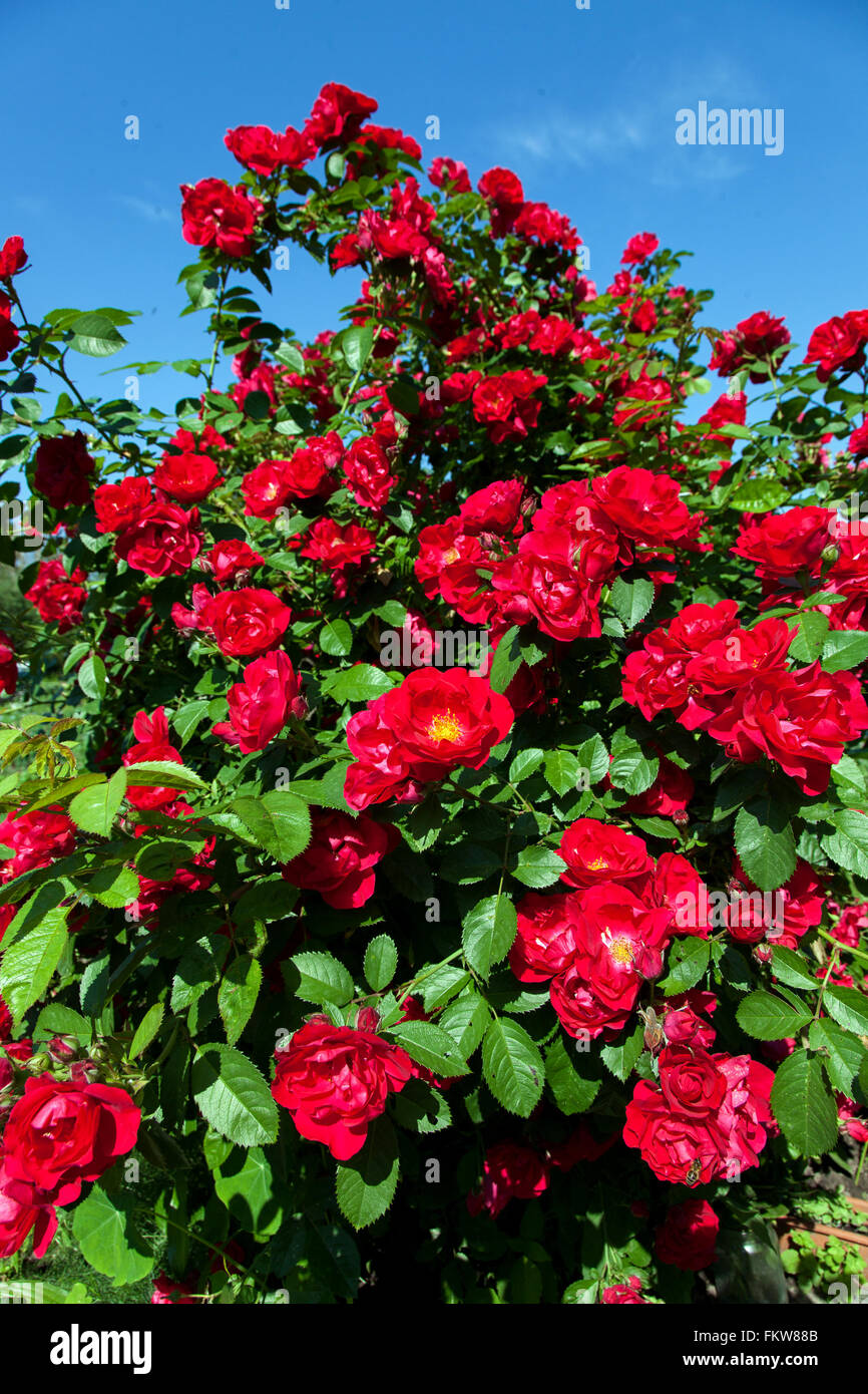 bush of red roses Stock Photo - Alamy