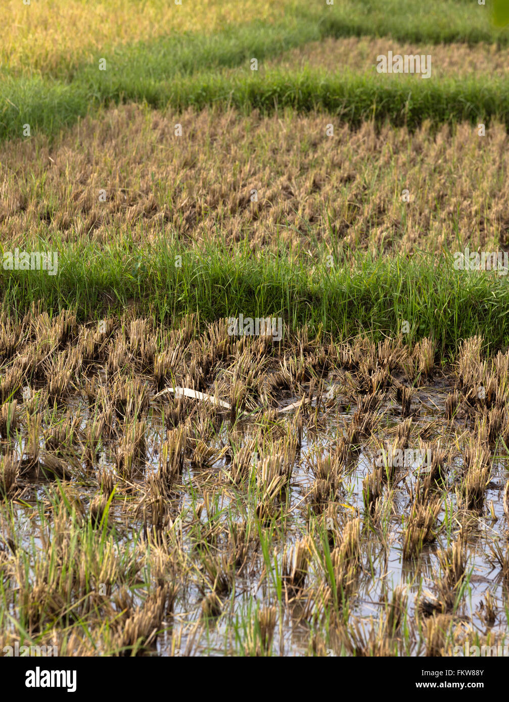 In Cascades region of Burkina Faso there many cultivations of rice ...