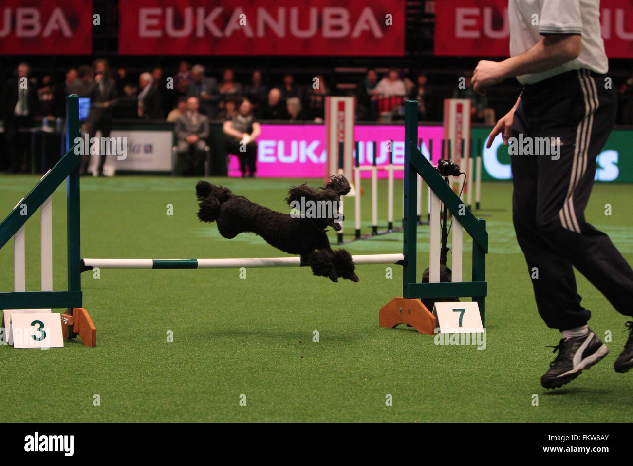 Birmingham, UK. 10th March, 2016. A Poodle competes in the agility ...