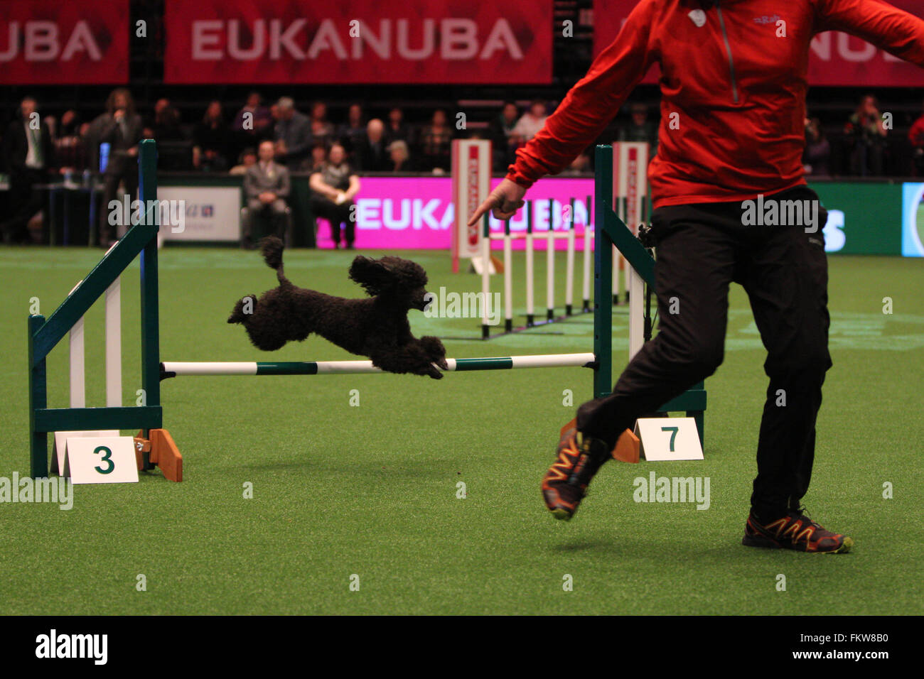 Dog agility display hi-res stock photography and images - Alamy