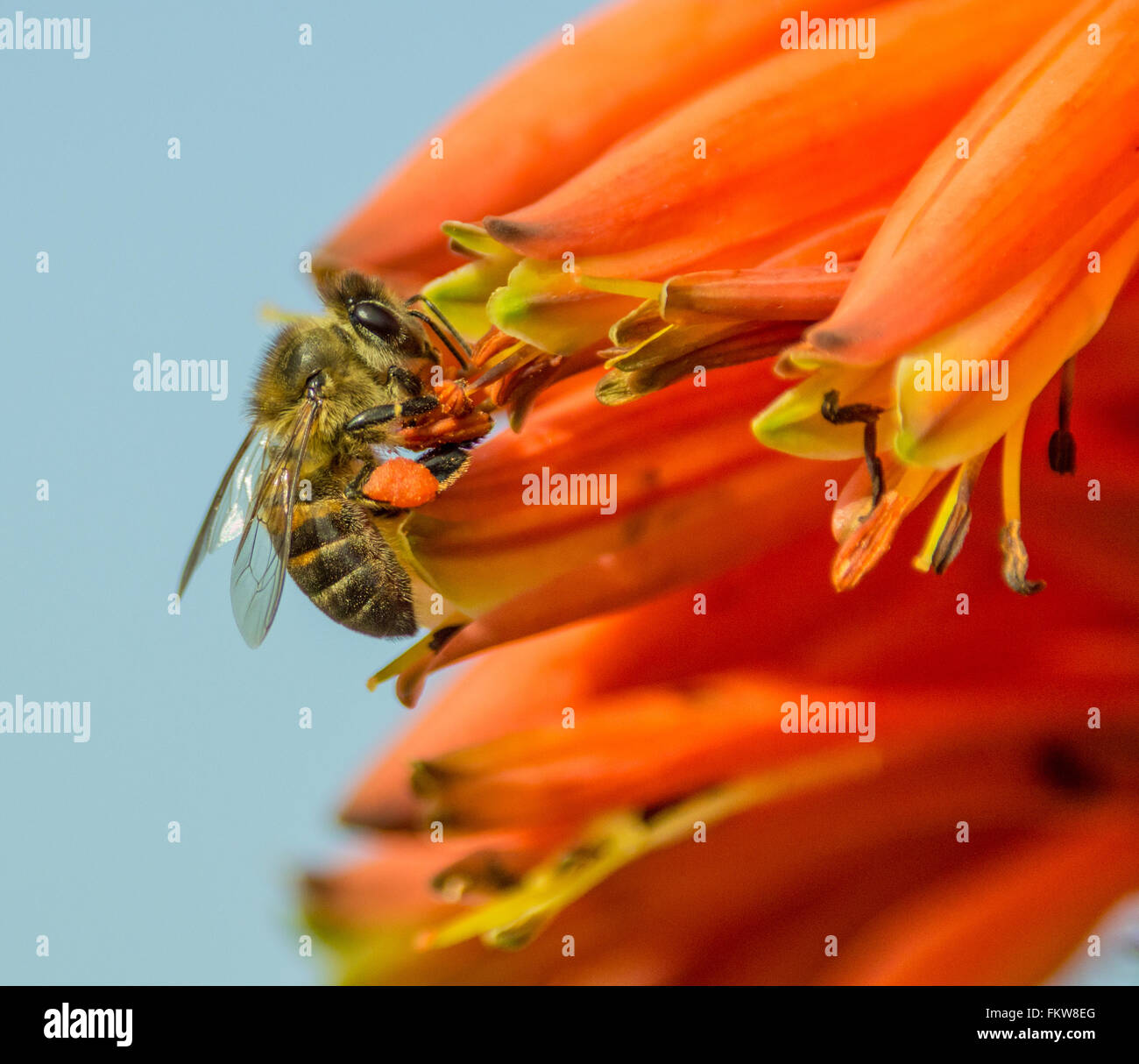 Cape Honey Bee Stock Photo - Alamy