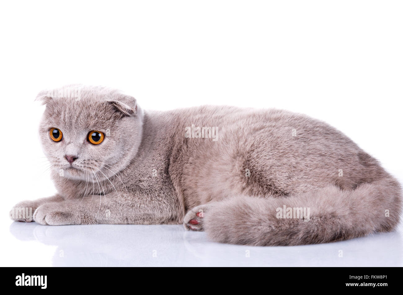 Scottish fold cat grey on white background Stock Photo - Alamy