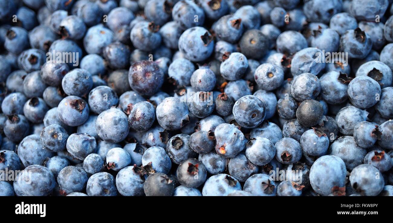 Wild blueberries (bleuets) at a Canadian farmers market Stock Photo - Alamy