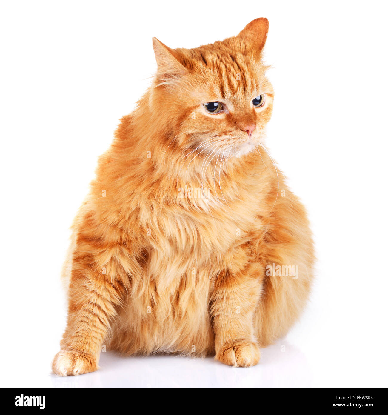 Red cat isolated on a white background Stock Photo - Alamy