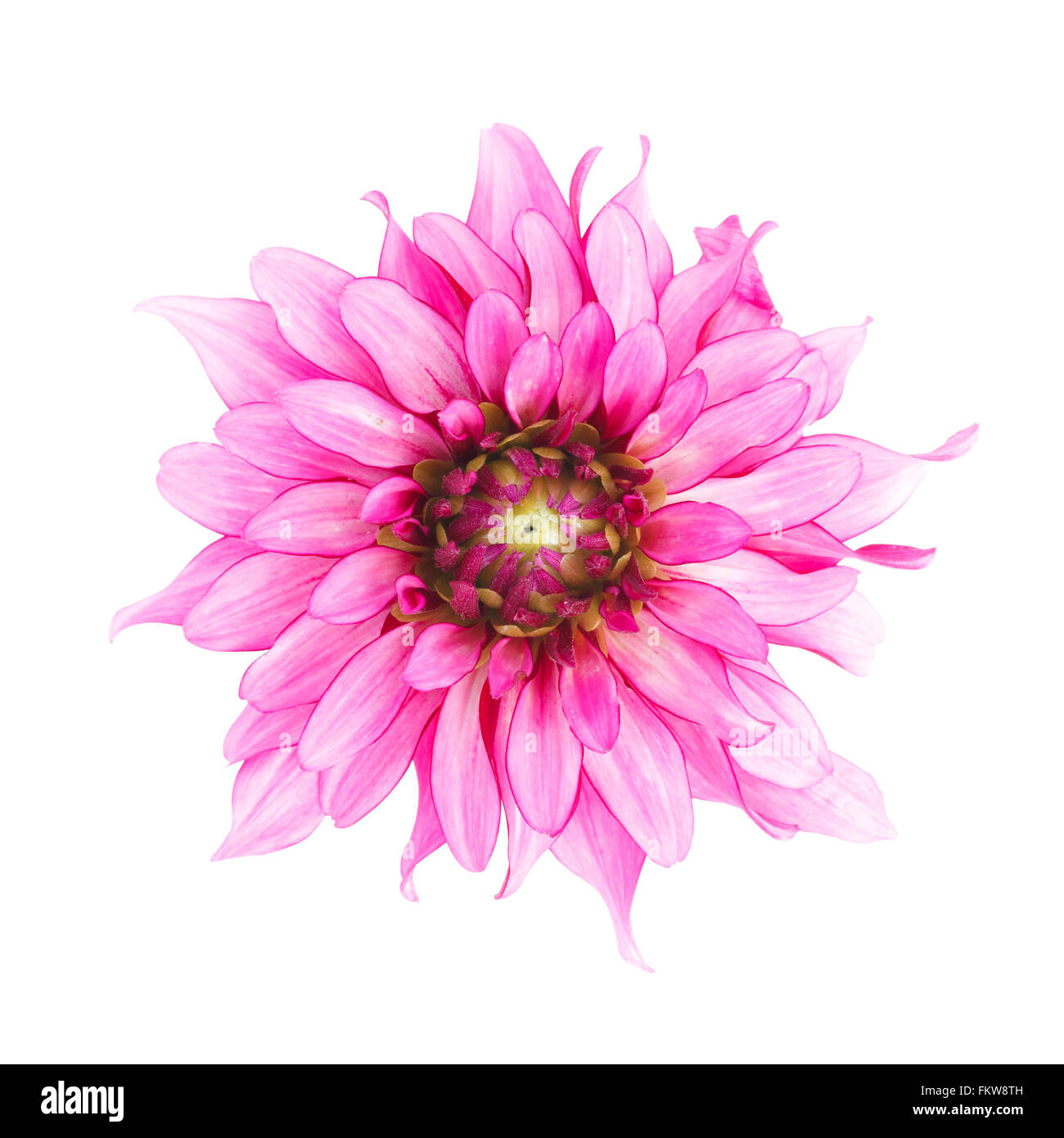 beautiful pink flower isolated on white background Stock Photo - Alamy