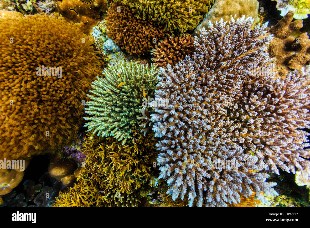 Beautiful clump of colorful corals like delicate flower blossoms raise ...