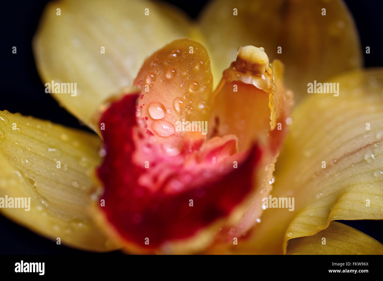yellow orchid flower with dew drops closeup Stock Photo - Alamy