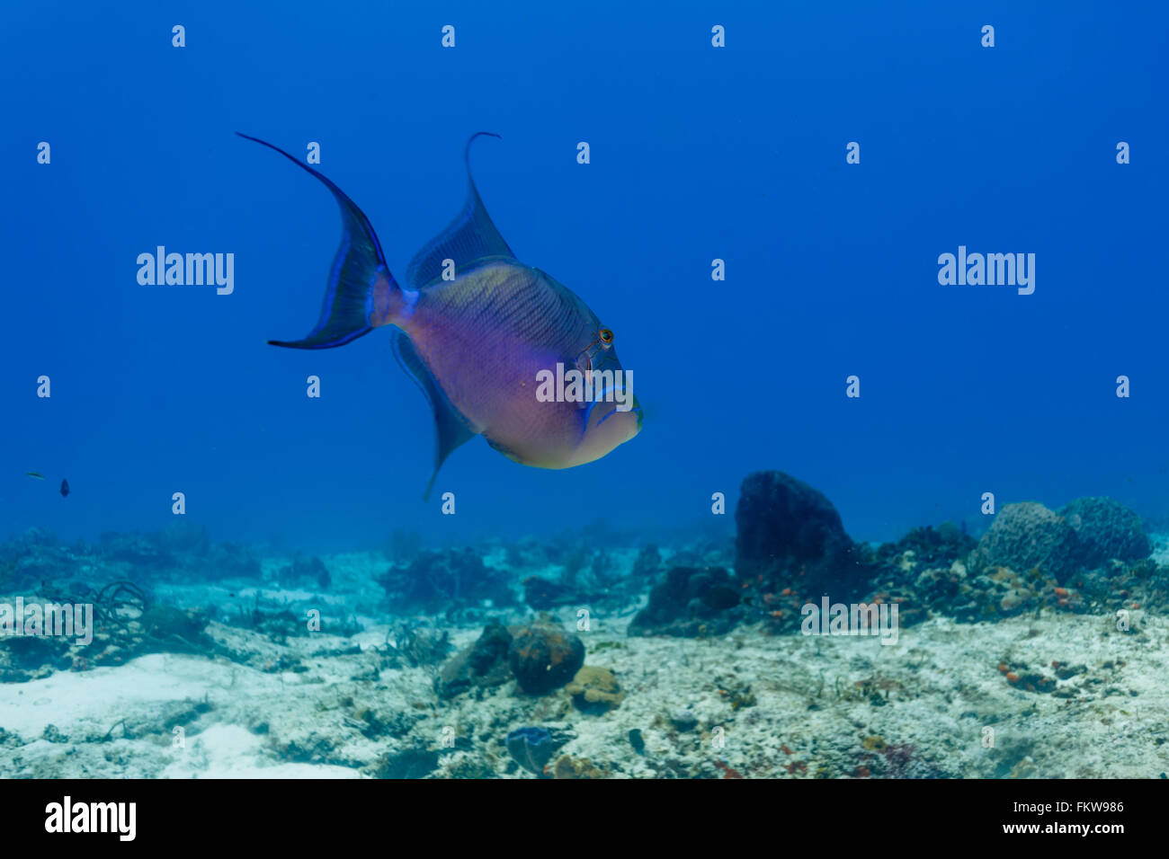 Sargassum Triggerfish, xanthichthys ringens, swimming on coral reef ...