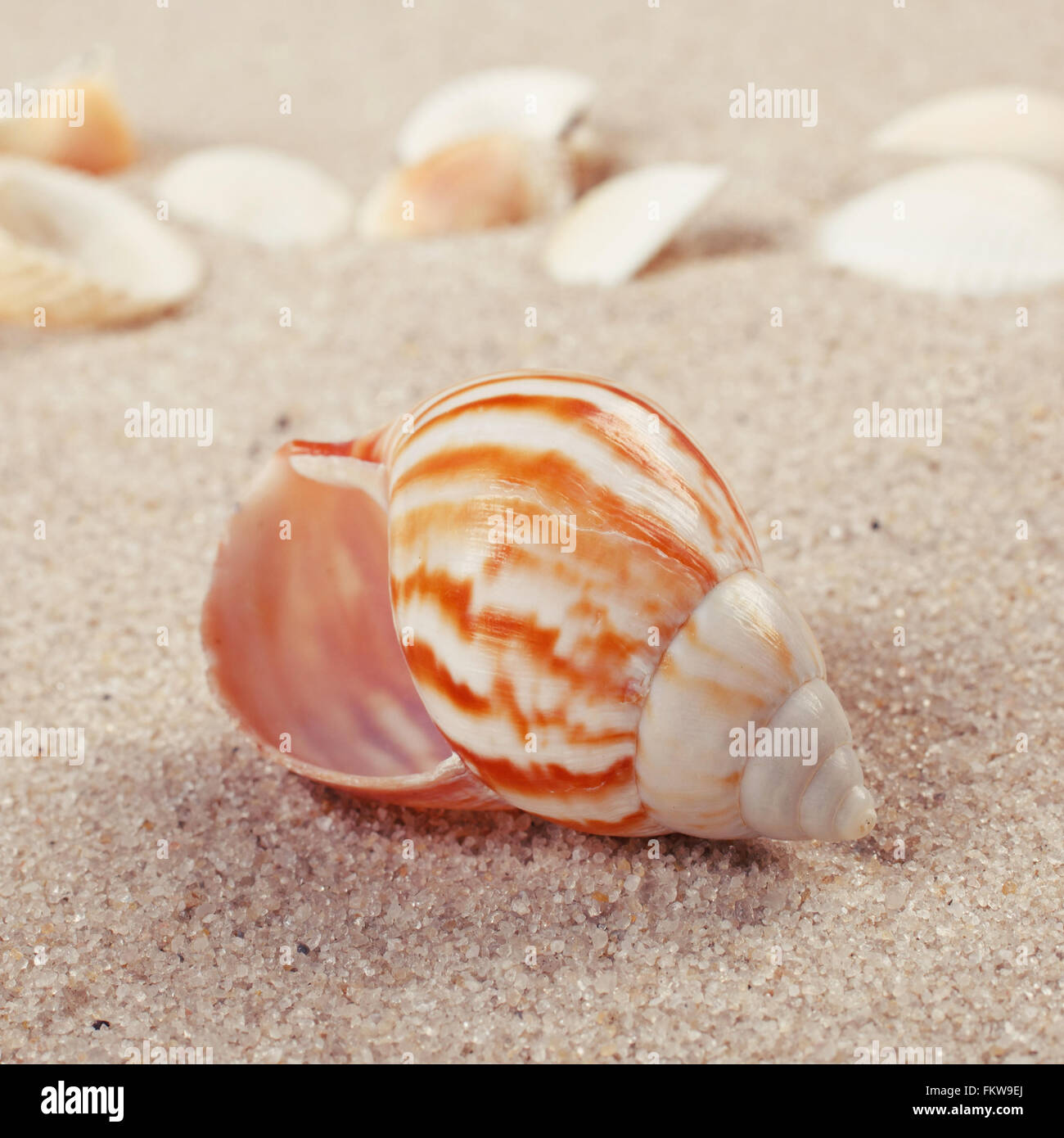 beautiful Sea shells on sand Stock Photo - Alamy