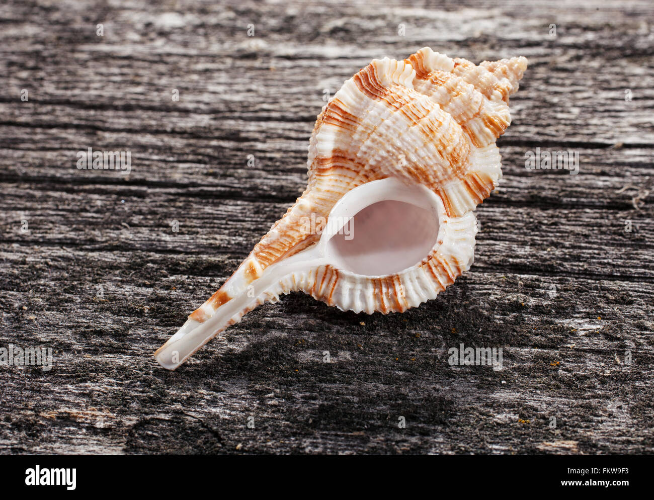 sea shell on wooden background Stock Photo - Alamy