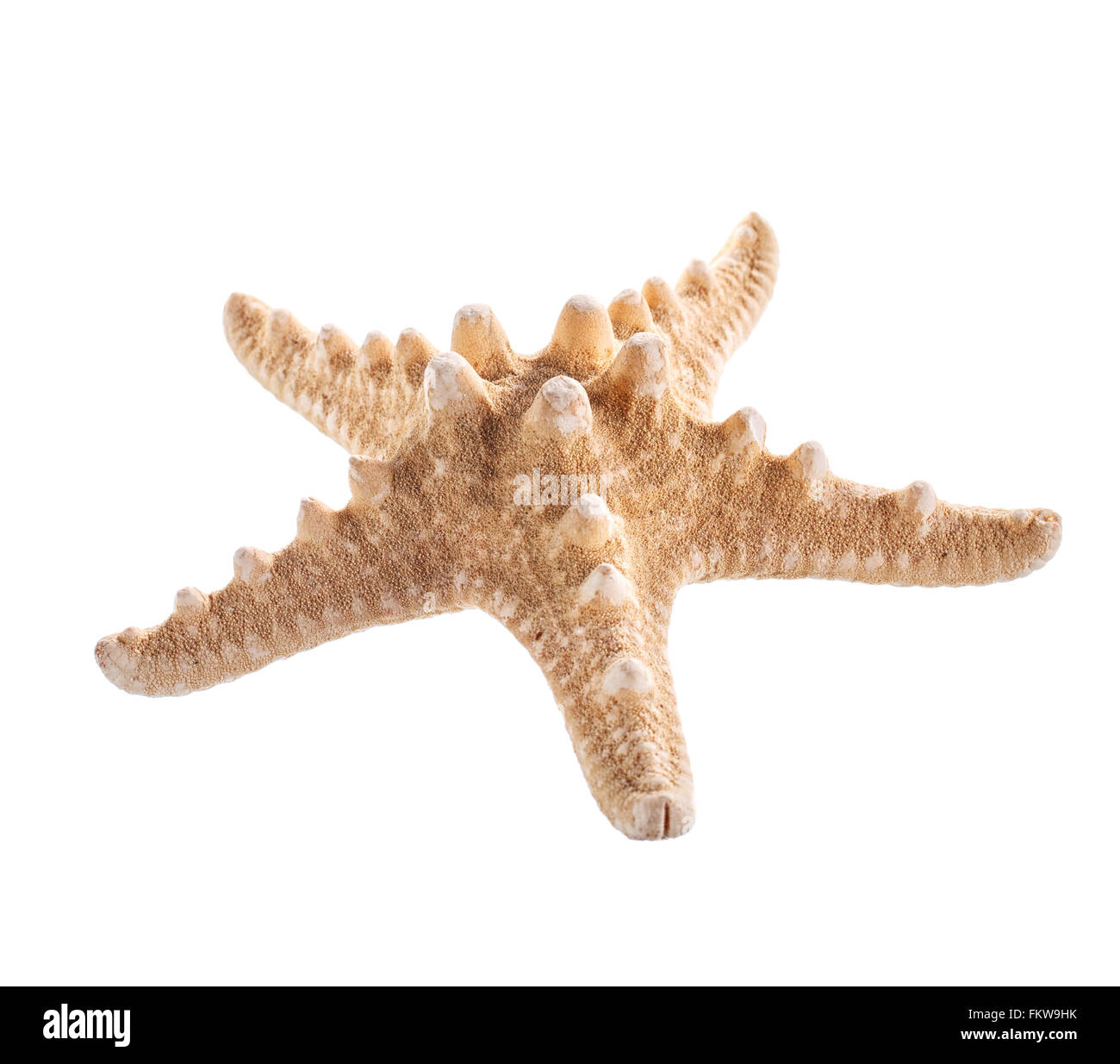 Sea Shell in the shape of star isolated Stock Photo - Alamy