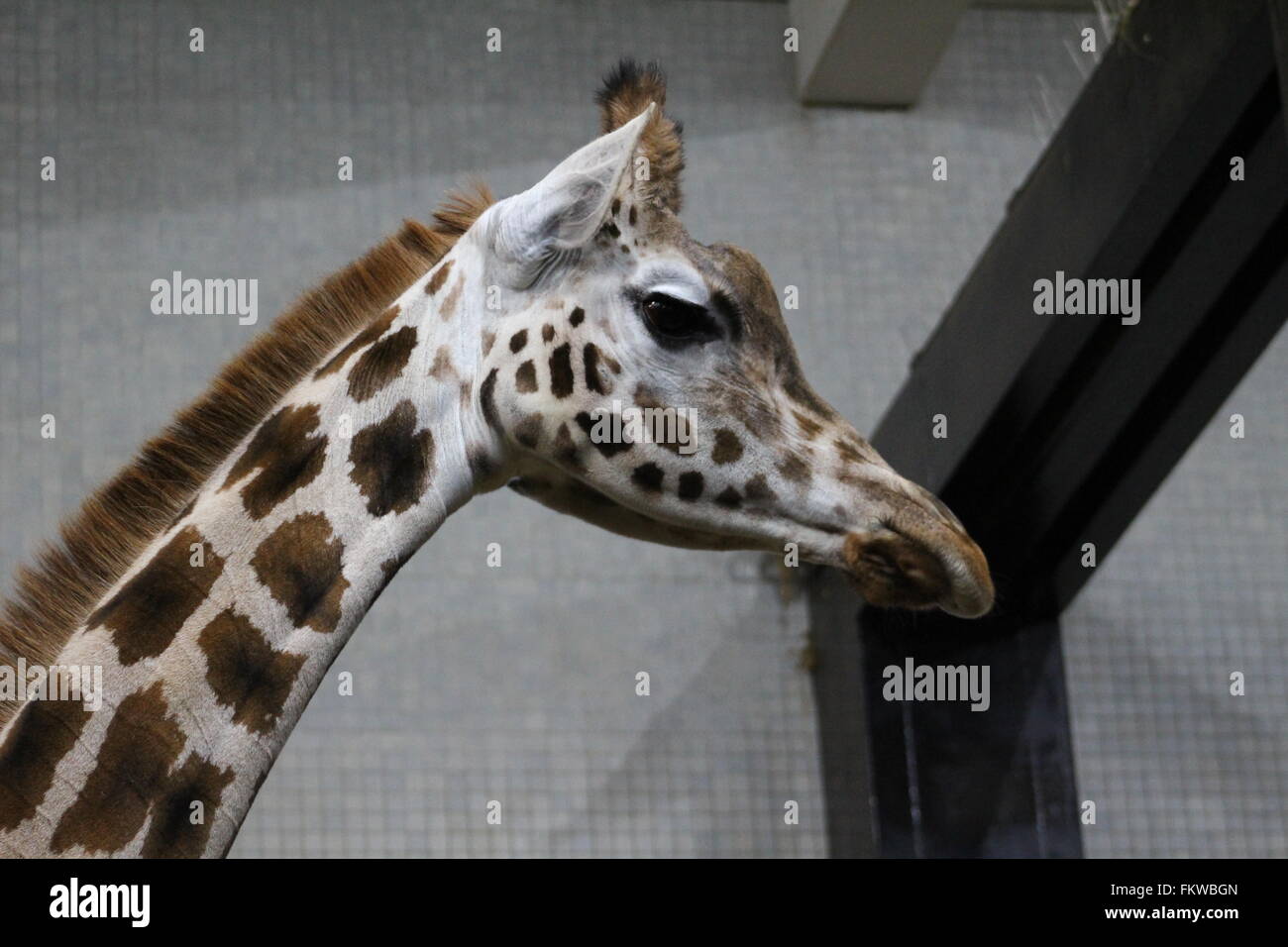 London zoo giraffe hi-res stock photography and images - Alamy