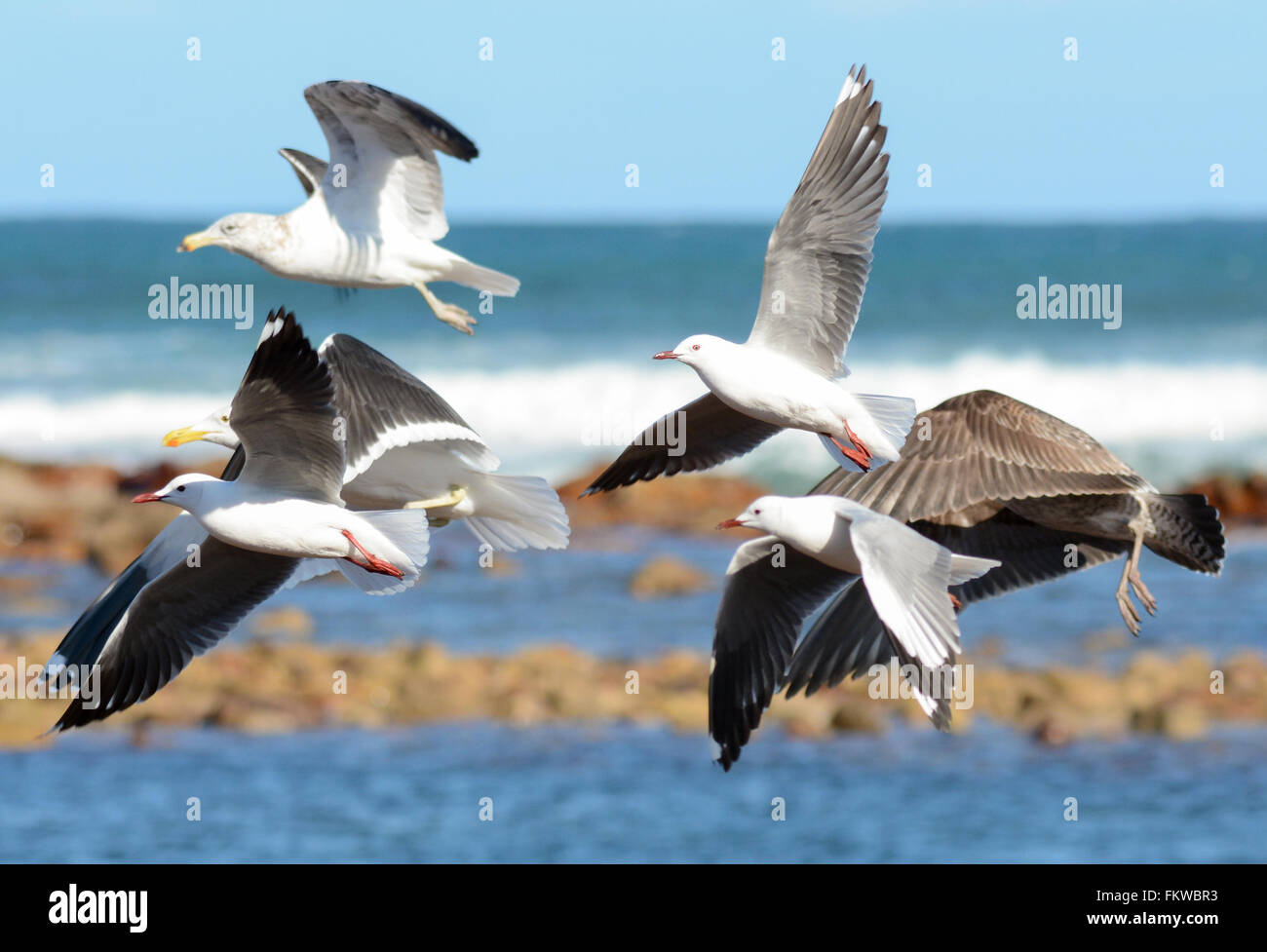 Hartlaub seagull hi-res stock photography and images - Alamy