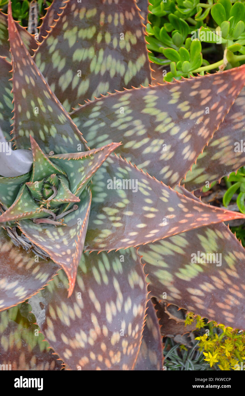 Spotted aloe vera plant leaves in garden Stock Photo - Alamy