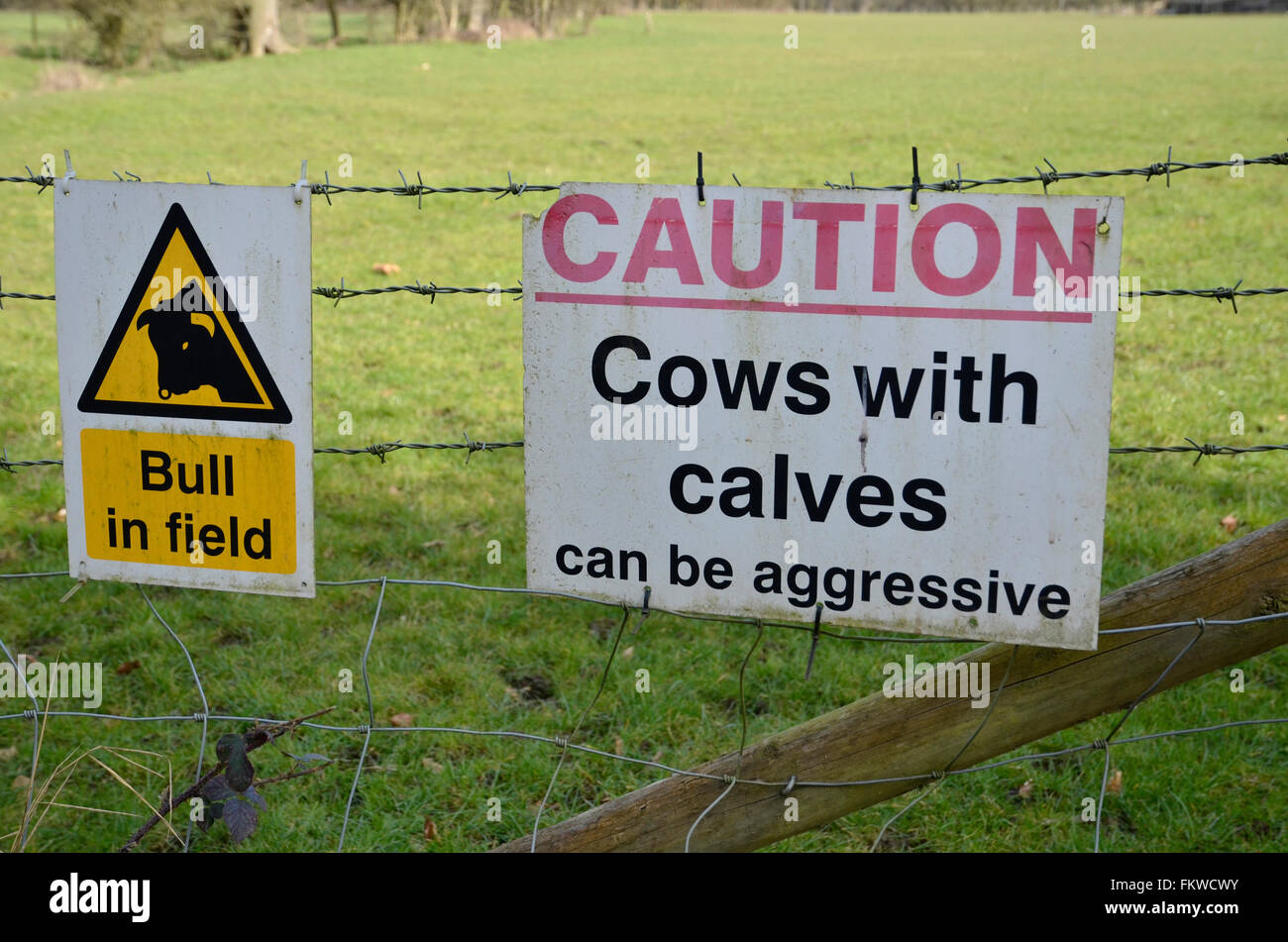 Warning cows calves hi-res stock photography and images - Alamy