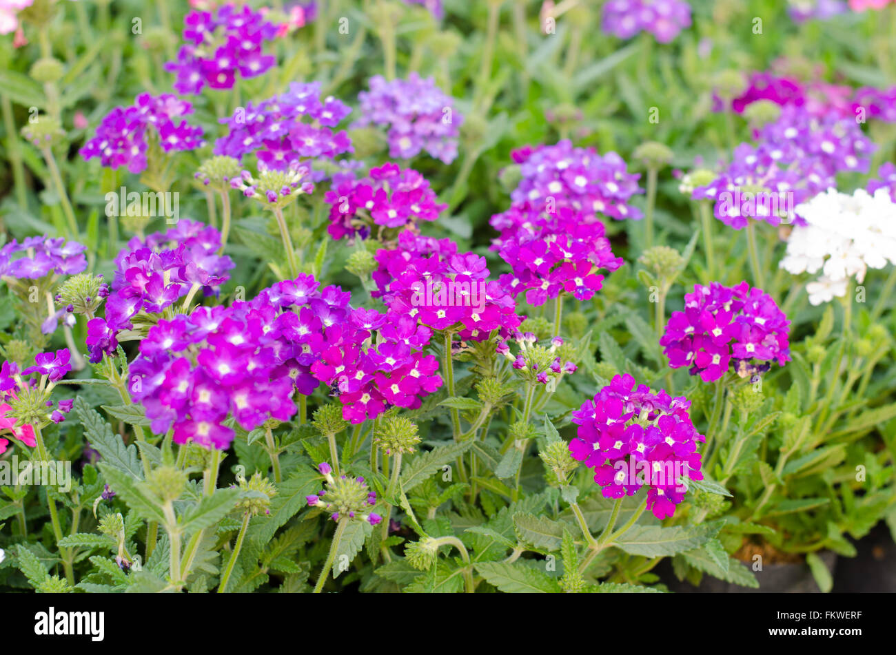 Purple verbenas hi-res stock photography and images - Alamy