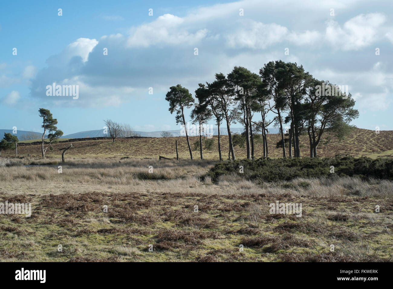 National trust trees hi-res stock photography and images - Alamy