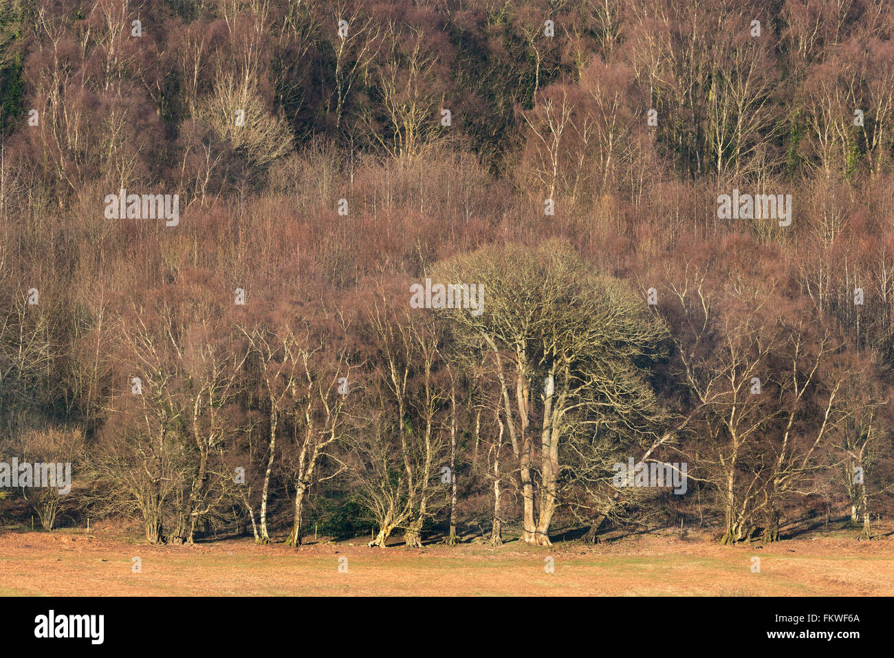 Deciduous forest canopy scenic view of the woodland edge. Brecon ...
