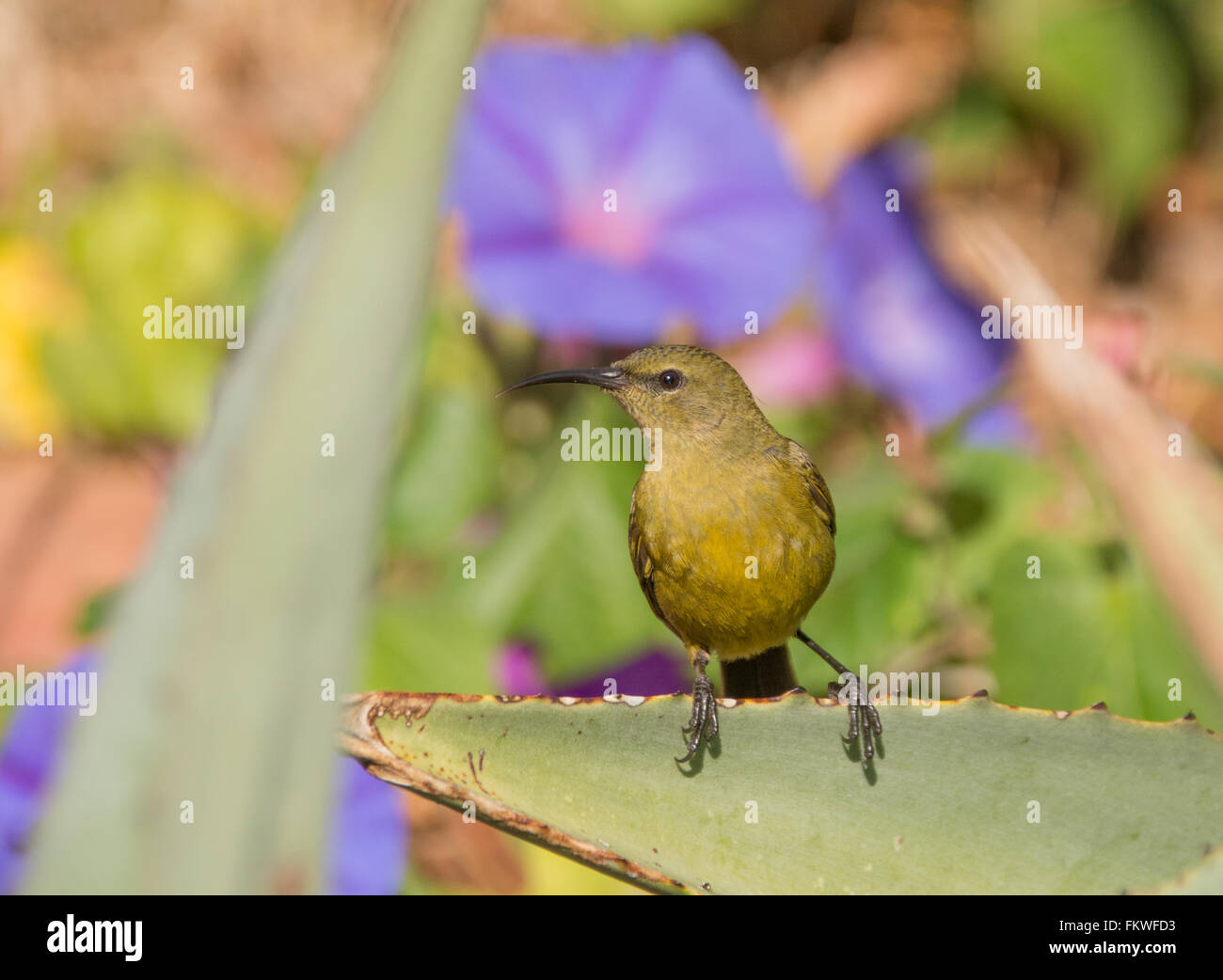 Female Sunbird with flowers in South Africa Stock Photo - Alamy