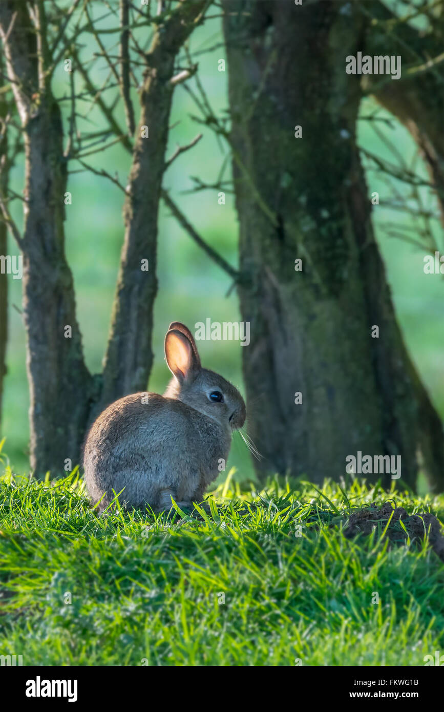 Rabbits are iconic symbols of Easter time. Solitary backlit bunny at ...
