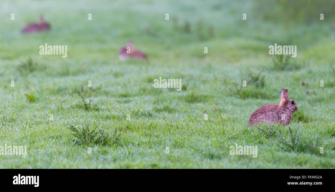 Rabbits at dawn on a dew covered meadow, misty morning in Spring ...