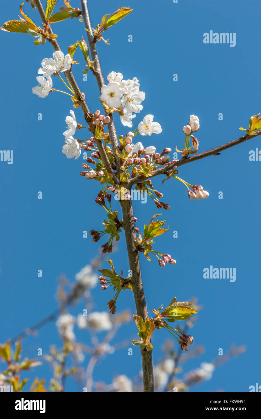 Flowering tree with bright white flowers in Spring. Brecon Beacons ...