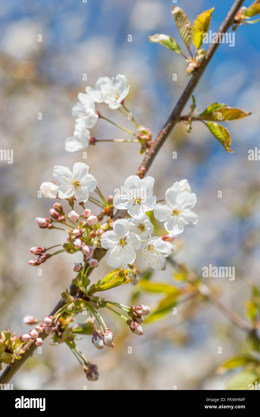 Native wild cherry tree blossoming in Spring, against a blurred flower ...