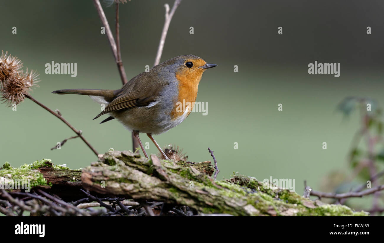 A Robin on a moss covered log Stock Photo - Alamy