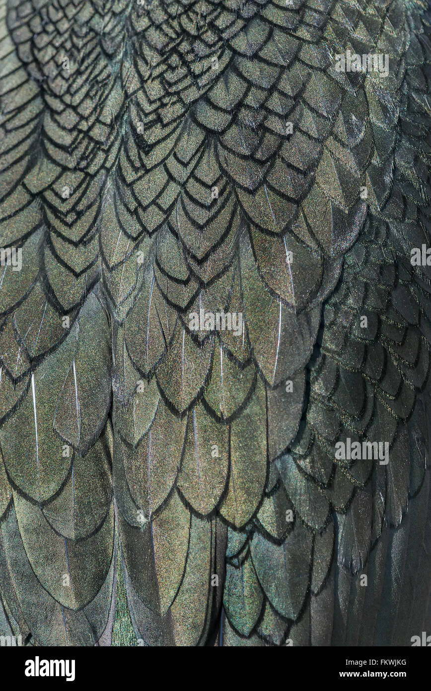 Plumage pattern hi-res stock photography and images - Alamy