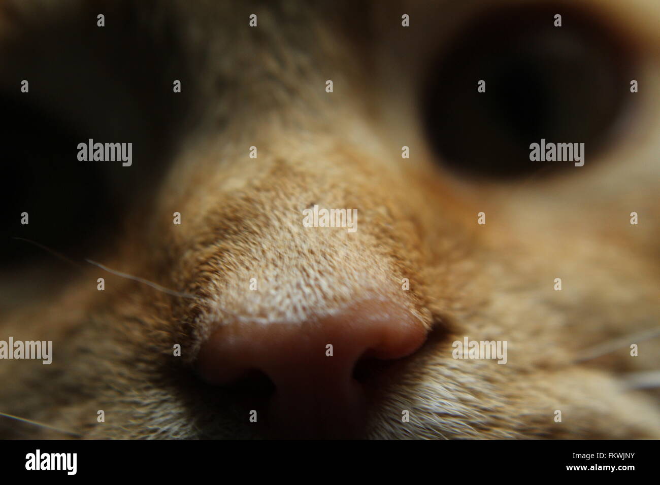 Creepy cute hi-res stock photography and images - Alamy