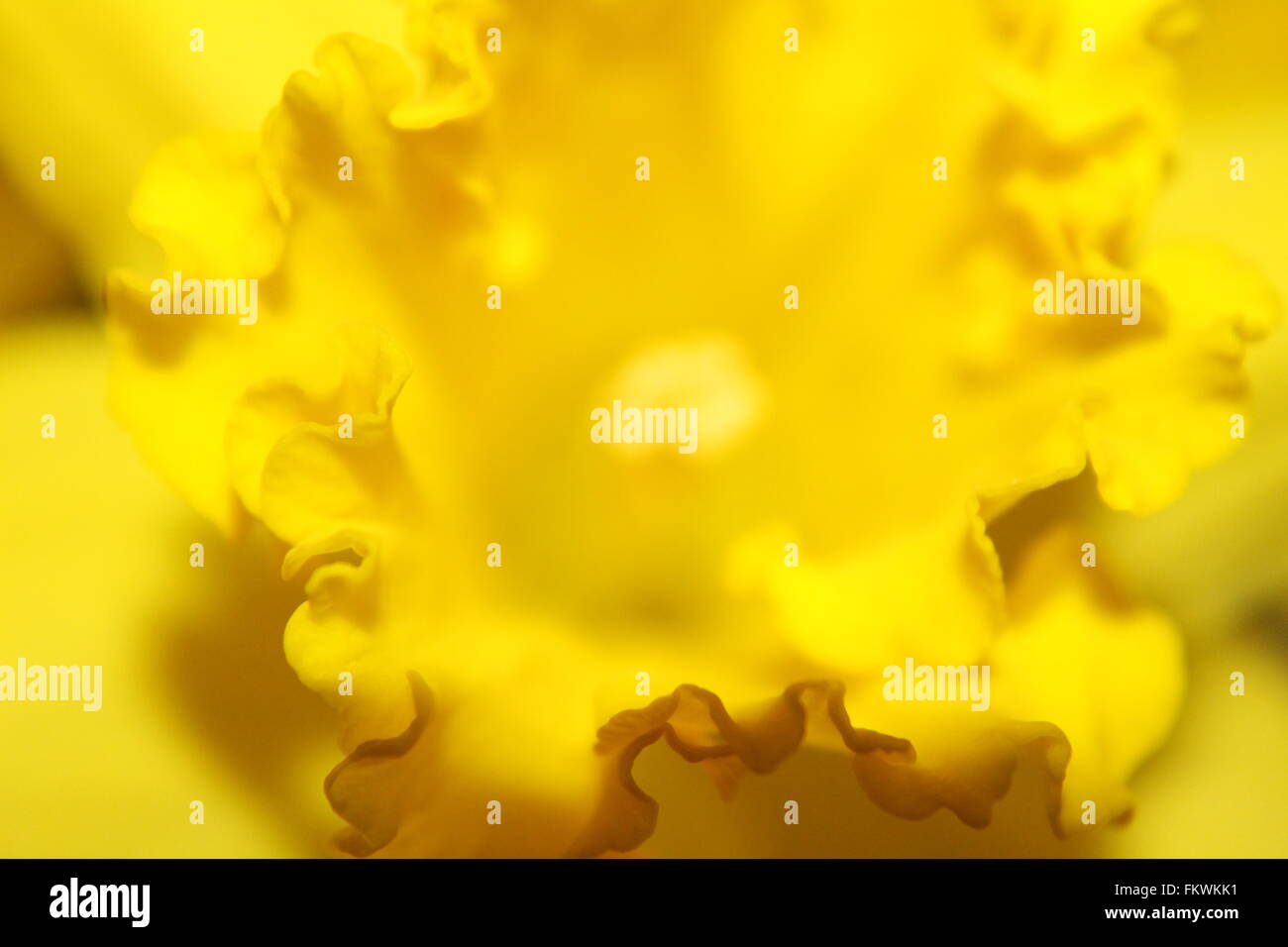 Fluffy yellow flower hi-res stock photography and images - Alamy