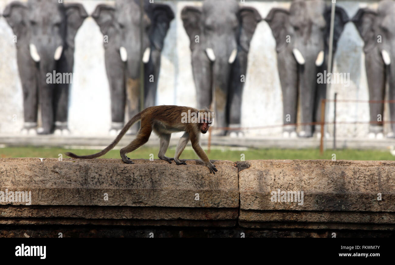 Colombo, Sri Lanka. 9th Mar, 2016. A monkey is seen near a historical ...