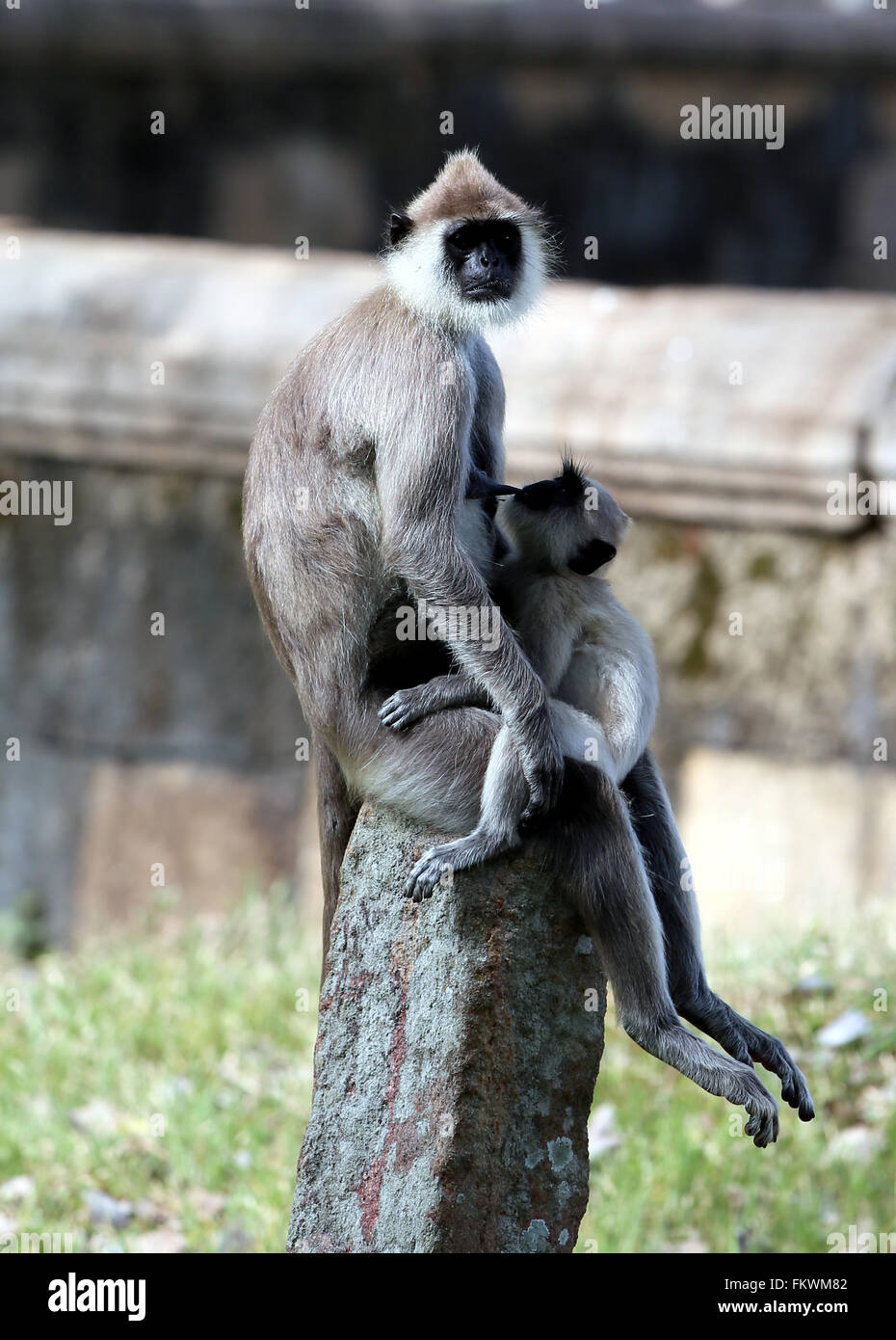 Colombo, Sri Lanka. 9th Mar, 2016. A monkey with a cub is seen near a ...