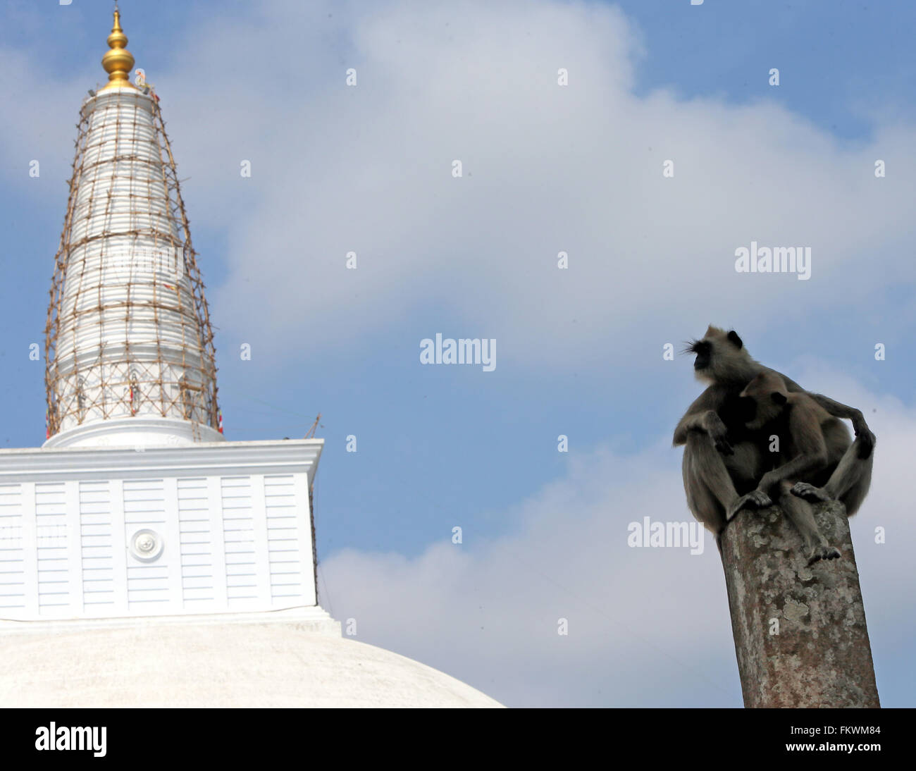 Colombo, Sri Lanka. 9th Mar, 2016. Two monkeys are seen on a pillar ...