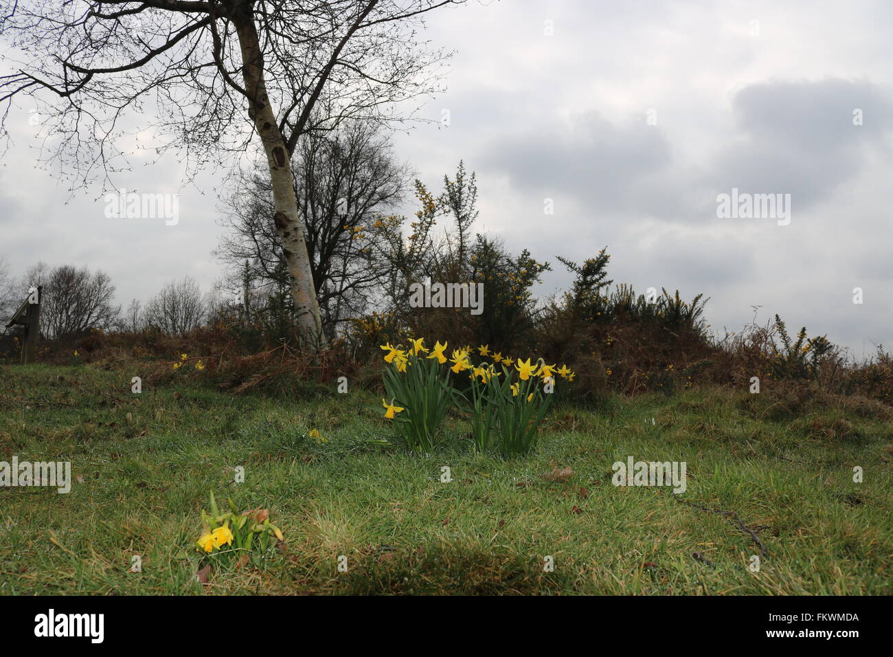 Chobham common in spring hi-res stock photography and images - Alamy
