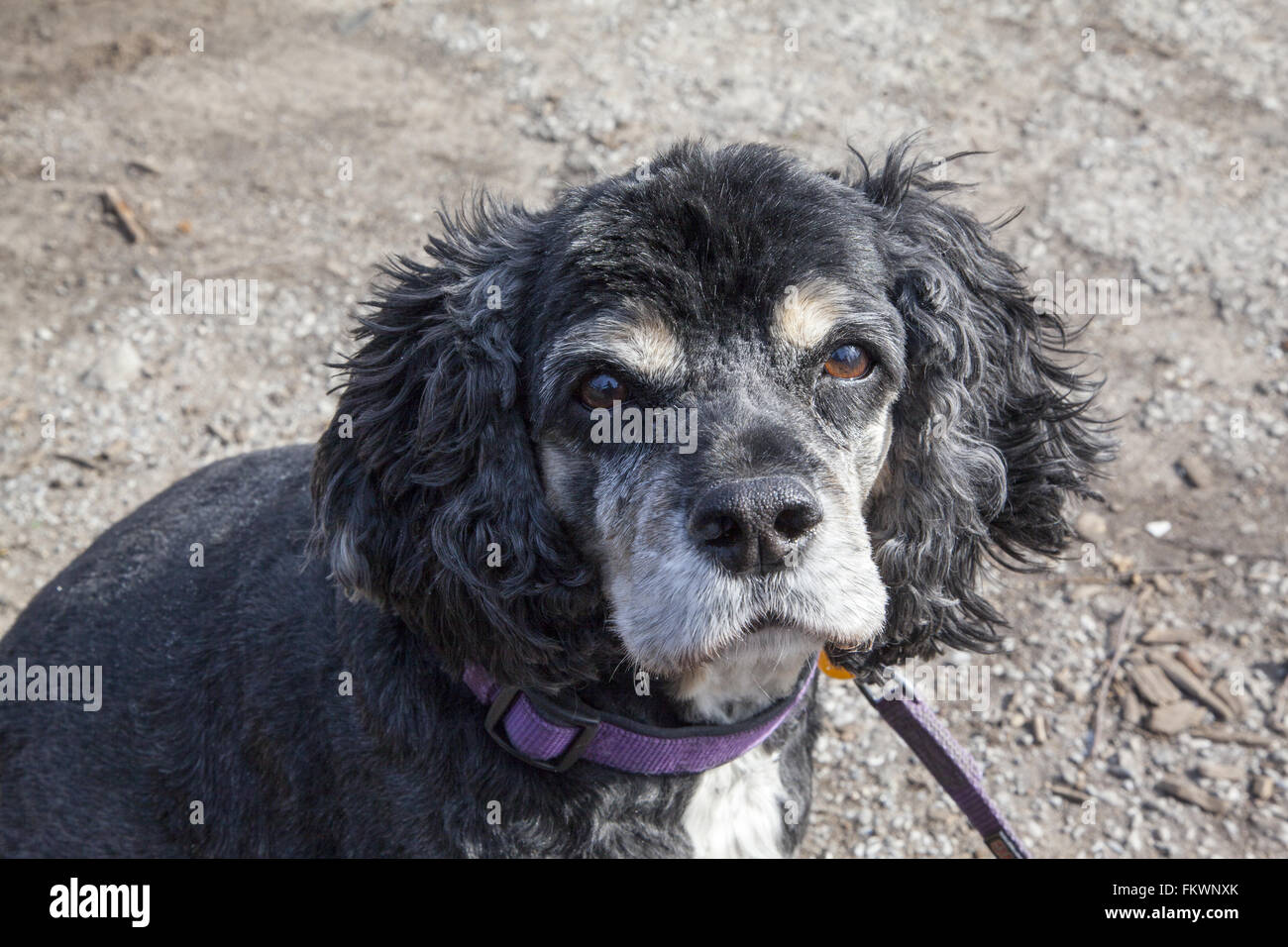 portrait of a sweet dog Stock Photo - Alamy