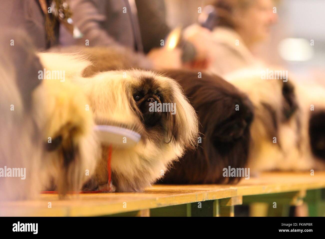 Birmingham, UK. 10th March, 2016. A group of Pugs being judged at ...