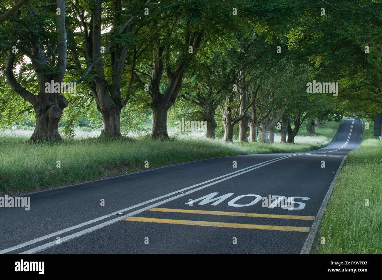 Roadside beech trees hi-res stock photography and images - Alamy