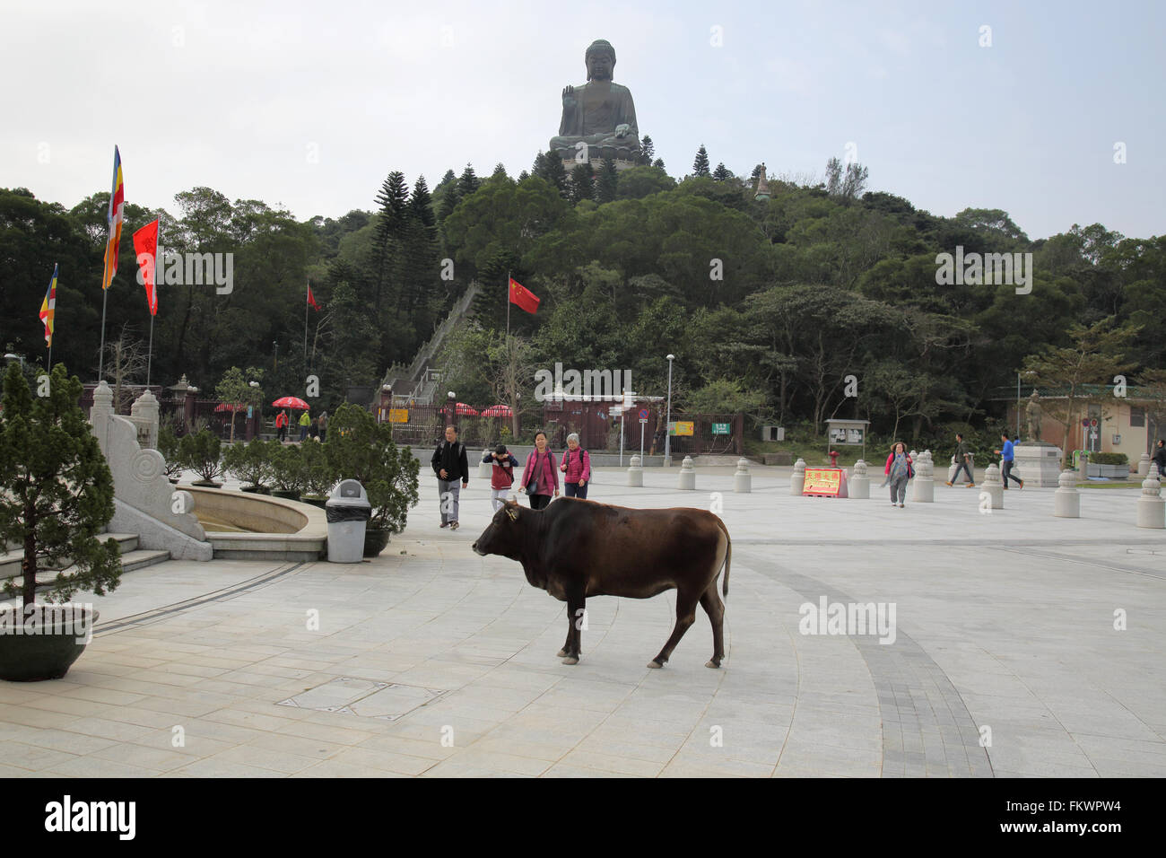 Hong kong cow hi-res stock photography and images - Alamy