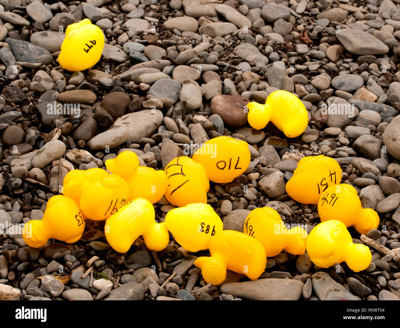 Plastic ducks on river hi-res stock photography and images - Alamy