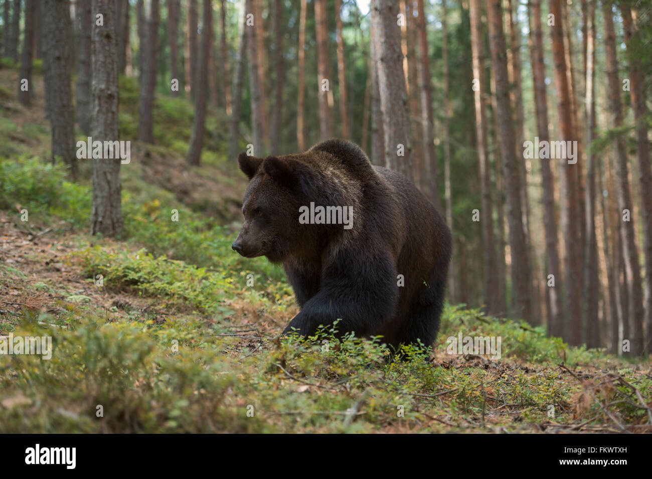 European Brown Bear / Europaeischer Braunbaer ( Ursus arctos ) walks ...