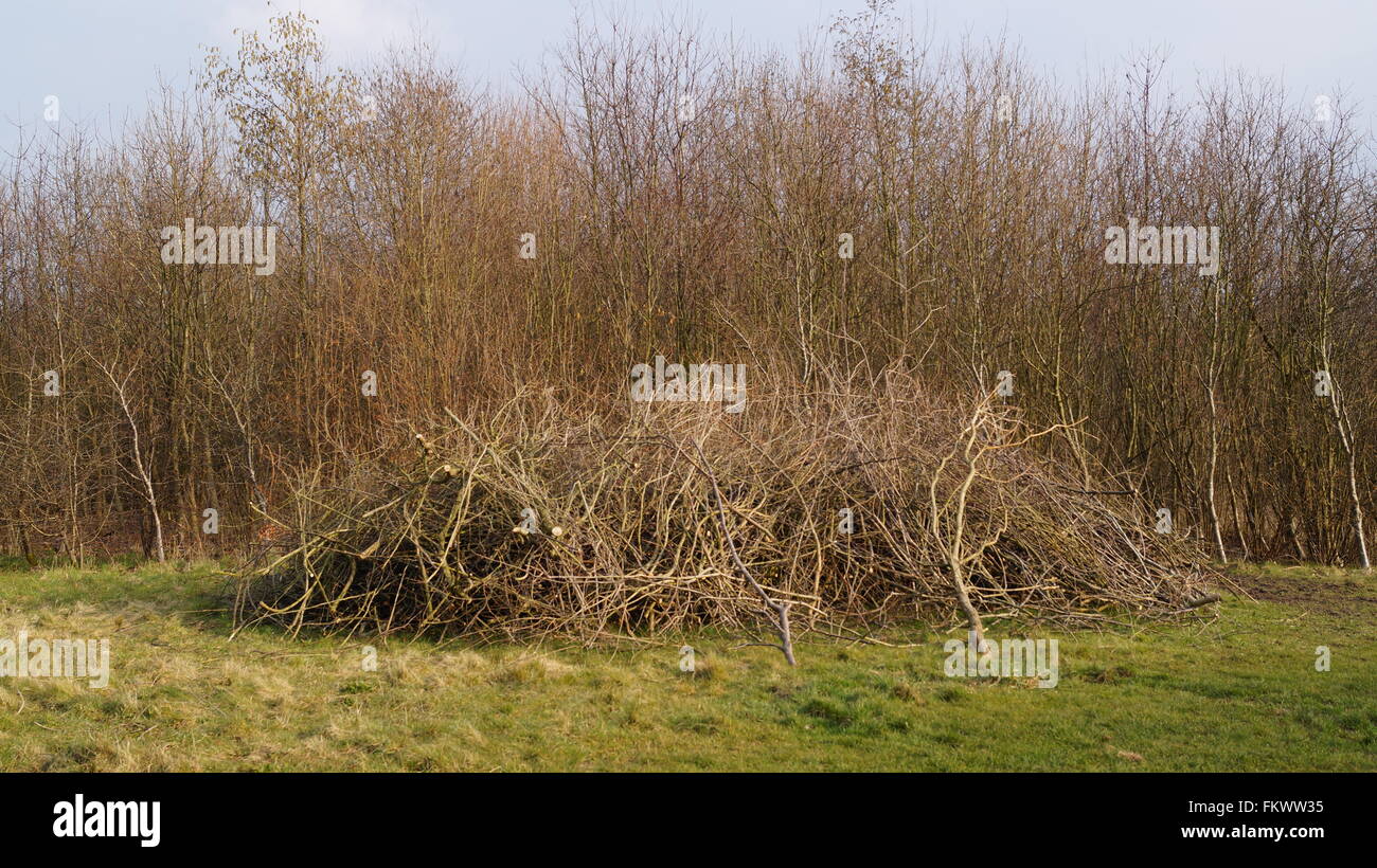Pile of chopped tree branches against woodland Stock Photo - Alamy