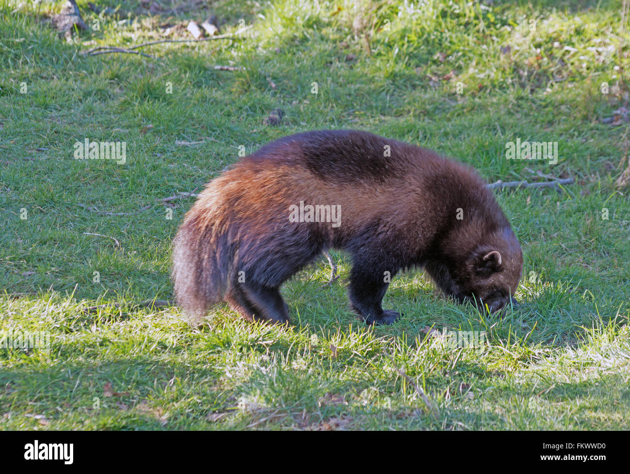 Wolverine, Gulo Gulo, Europe, Asia, and America Stock Photo - Alamy