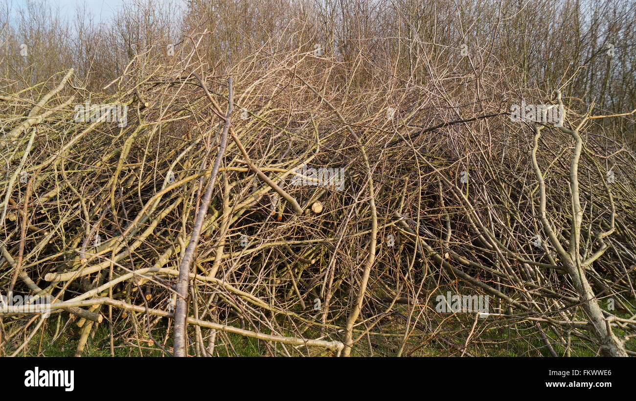 Pile of cut down tree branches Stock Photo - Alamy