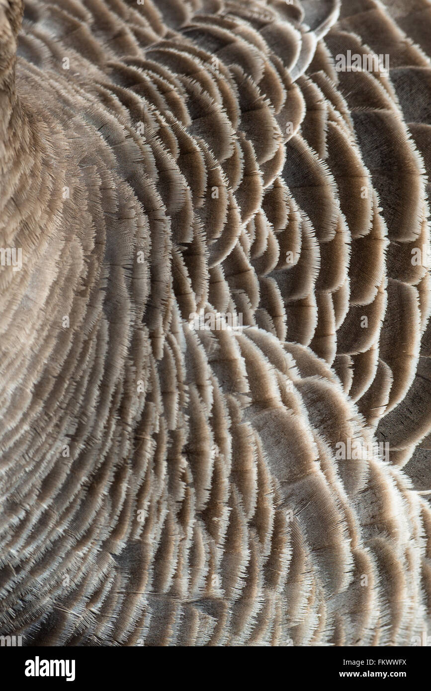 Close-up of greylag goose {Anser anser} feathers showing natural ...